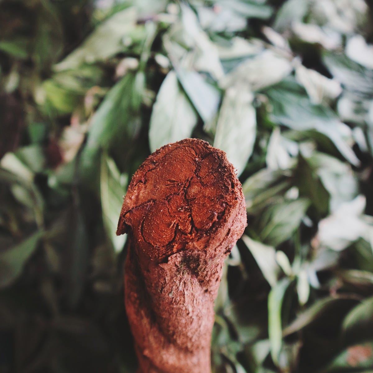 Ayahuasca Songs: Sounds of the Selva | by Emma | Medium