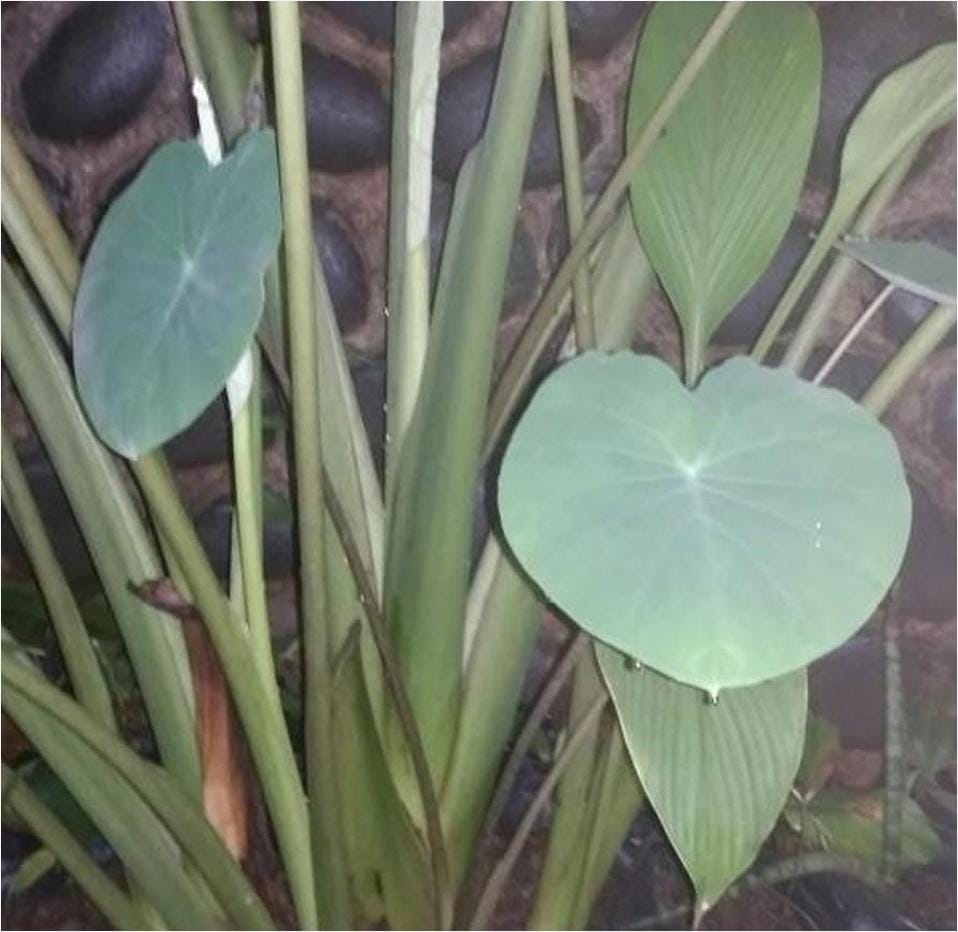 Bibit Talas Jepang Tanaman Satoimo Badung Terlengkap | by Damarplantys ...