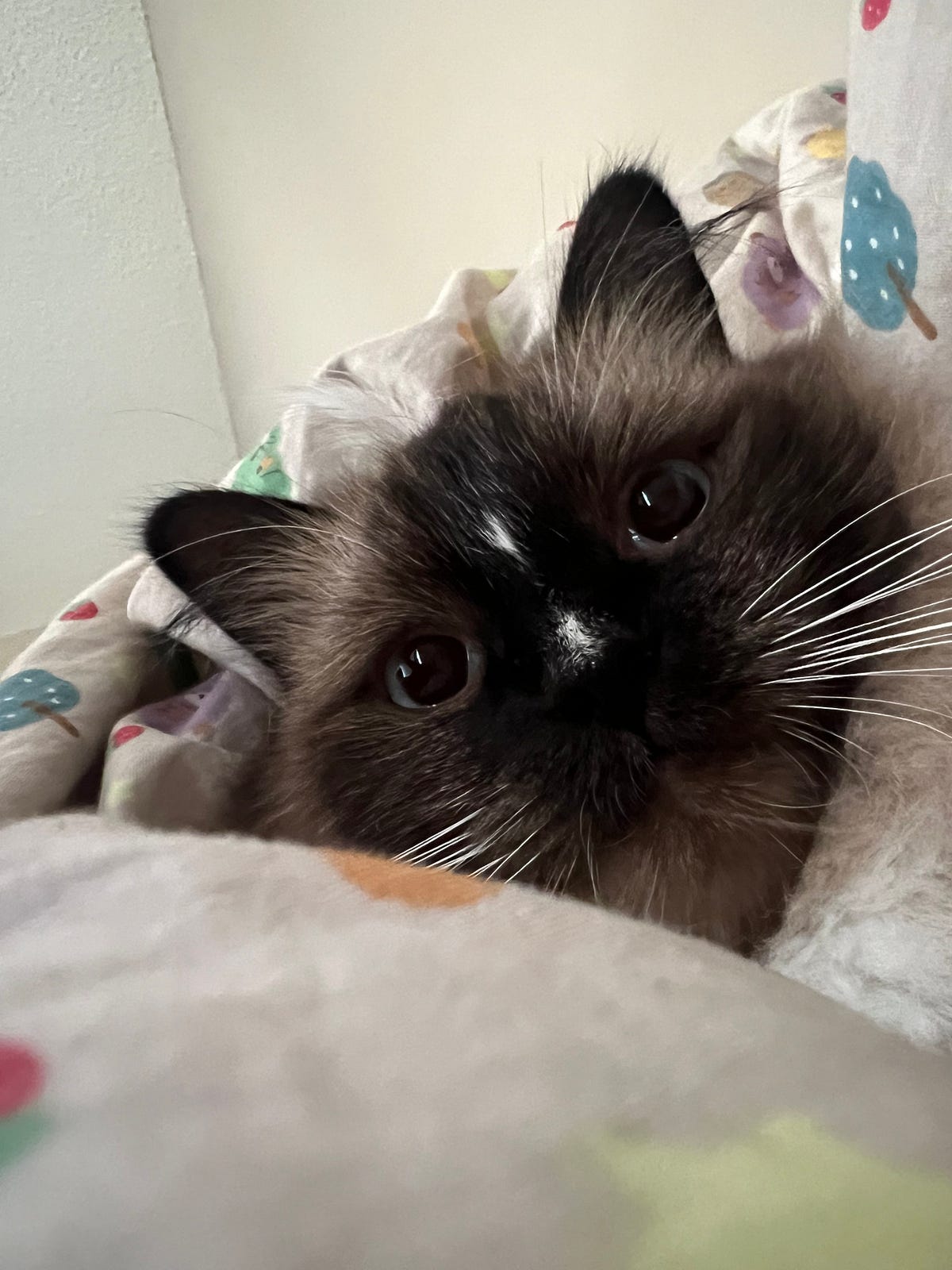 Building An Image Classifier With Cnns A Step By Step Guide By