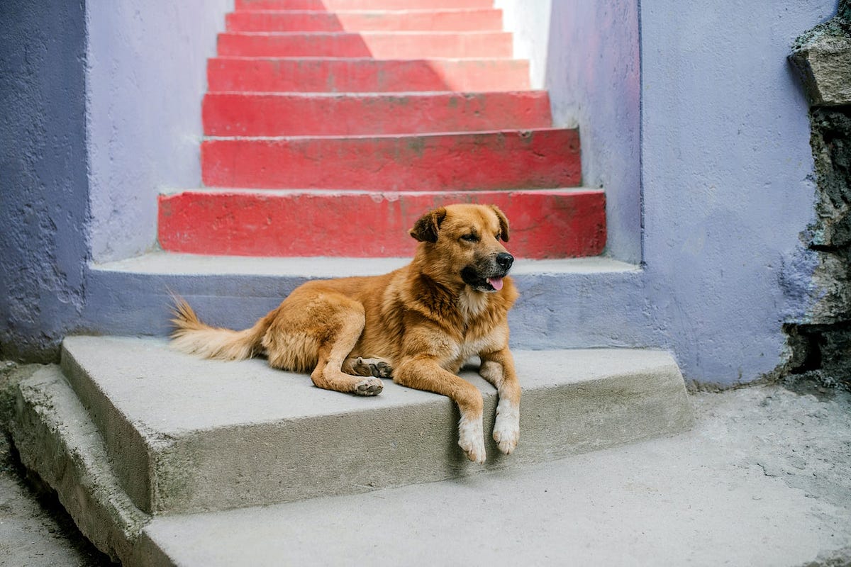 Pet Friendly Realtor - The Daily Cuppa - Medium