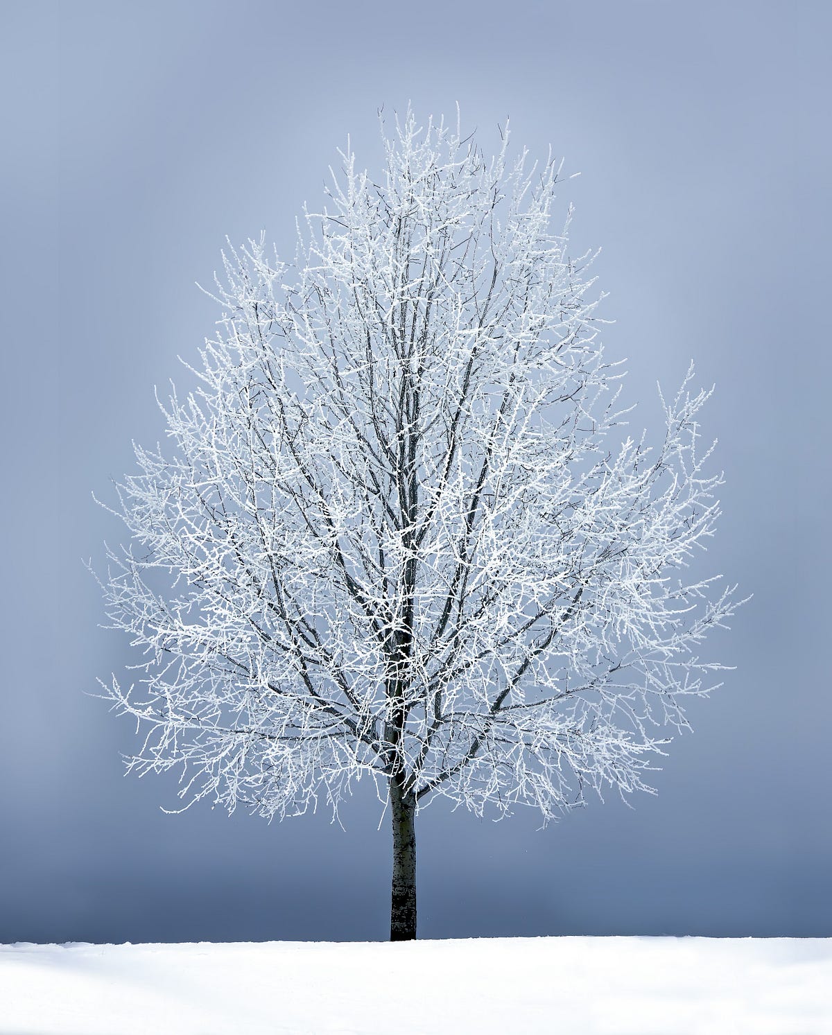 A practical use for trees in Javascript, Angular | by Marek Panti ...