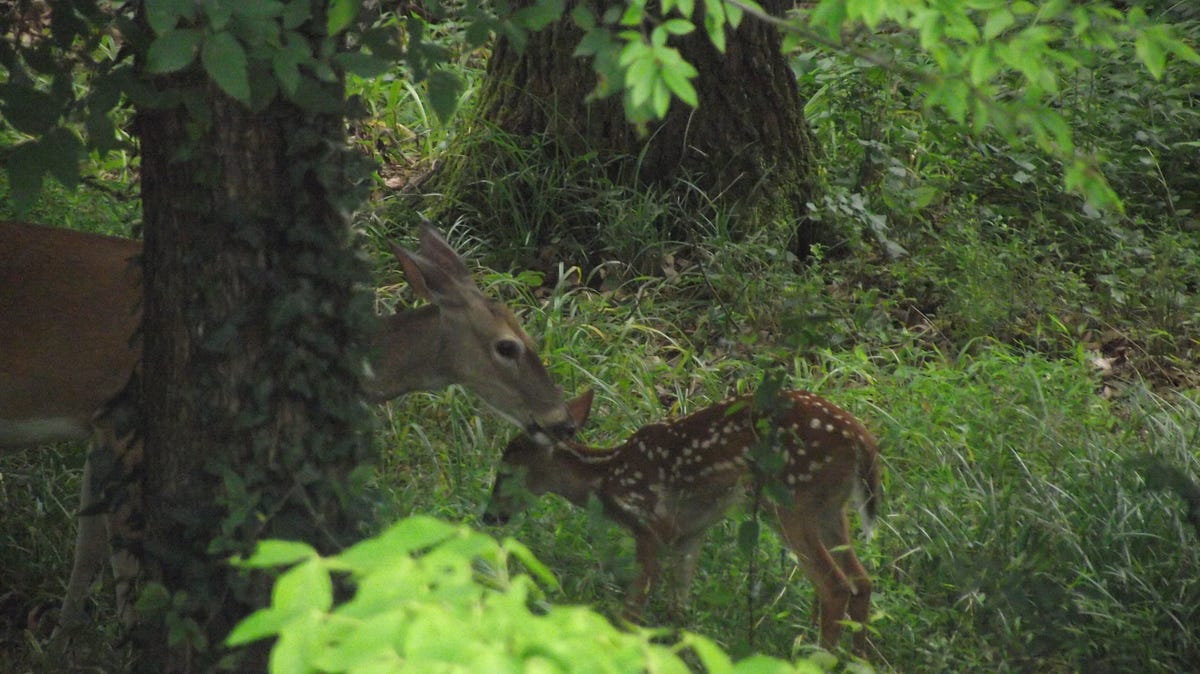 Nature’s Playground: A Fascinating Encounter with Backyard Wildlife ...