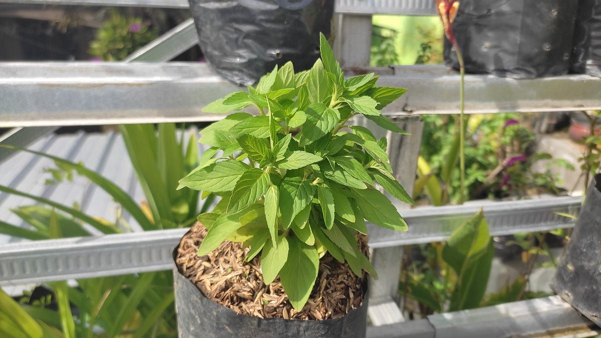 SPESIAL, WA 0813–5812–3335, Jual Tanaman Peppermint Fresh | by jual ...