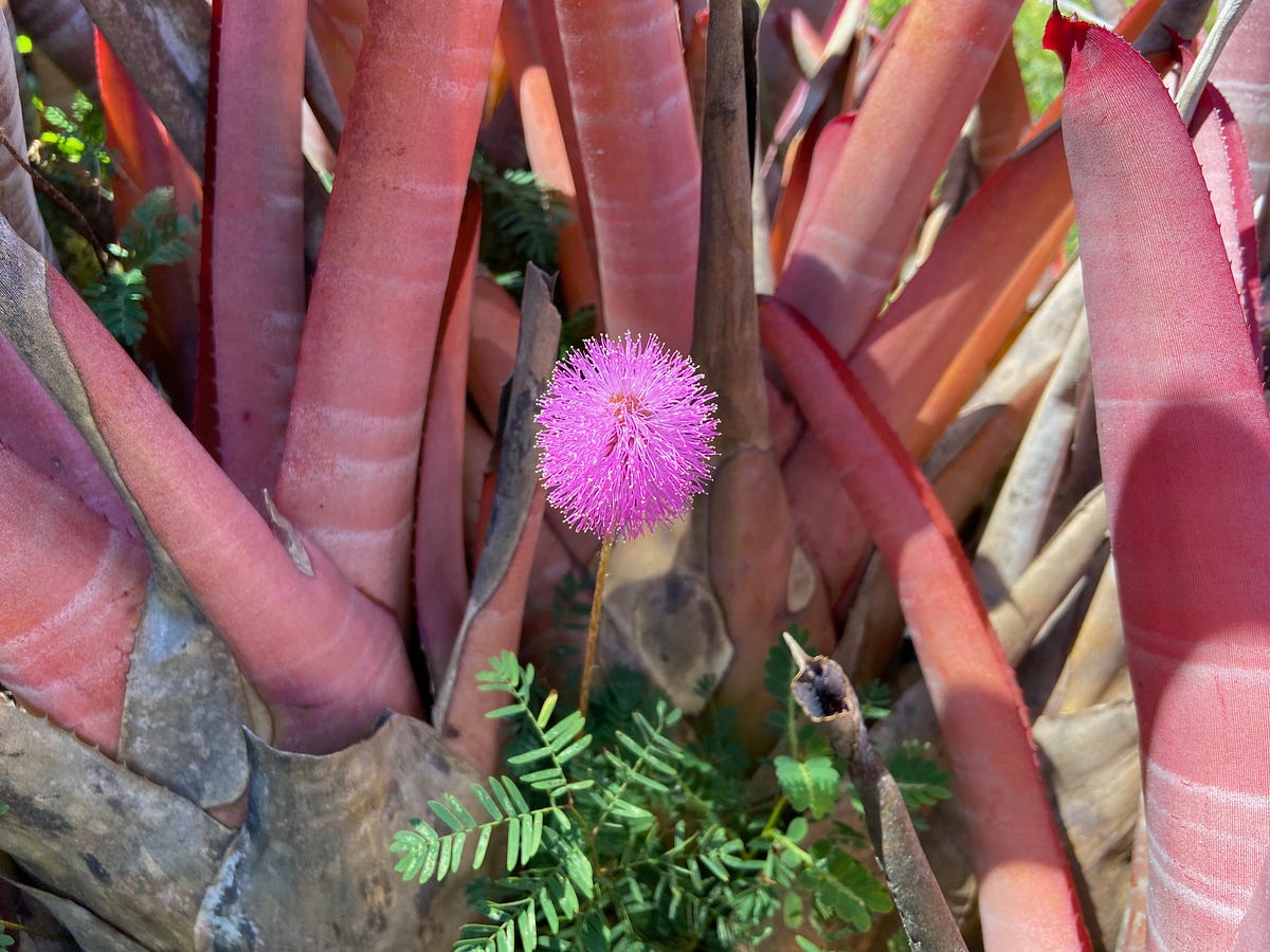 Shades of pink - Bruce Black - Medium