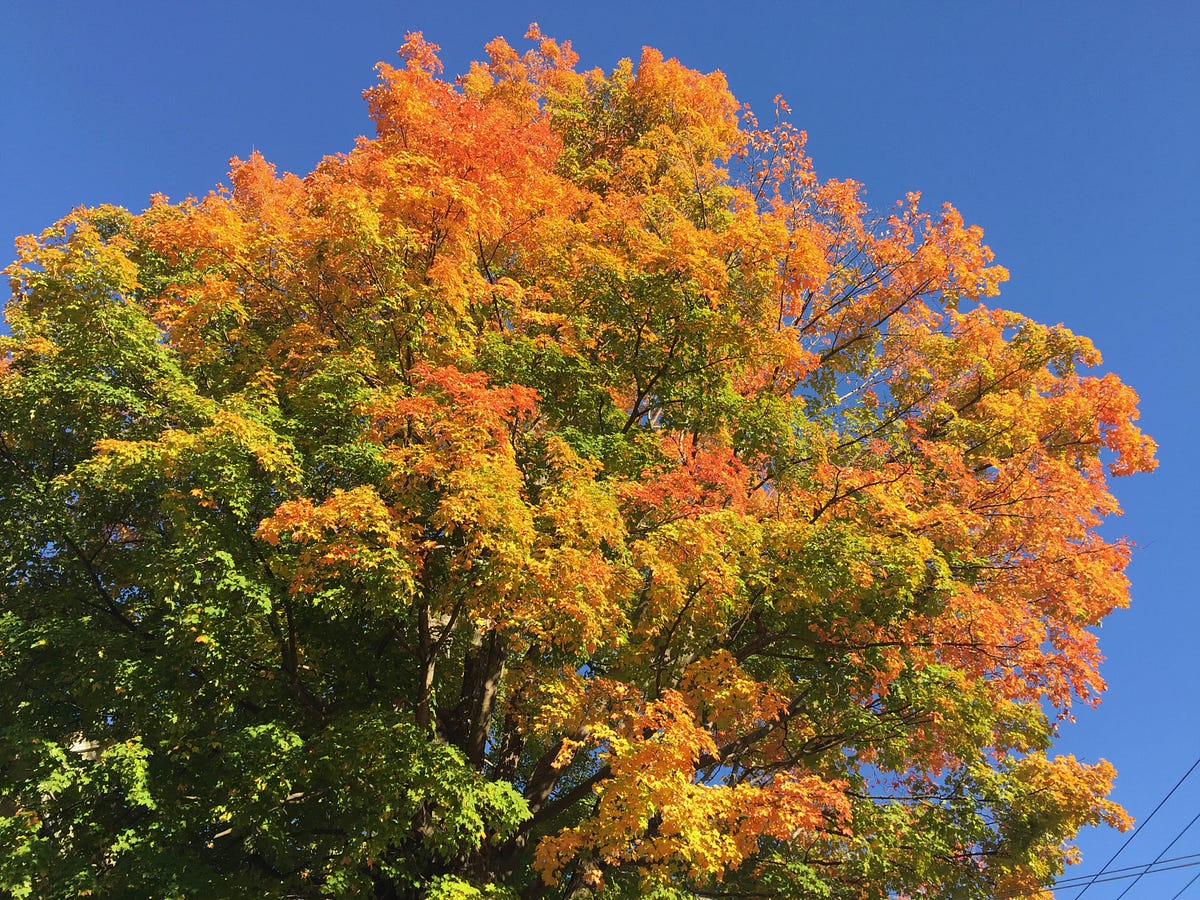 A Leaf A Tree We Are The Leaves Of A Tree That Spans By OCD Free a-leaf-a-tree-we-are-the-leaves-of-a-tree-that-spans-by-ocd-free