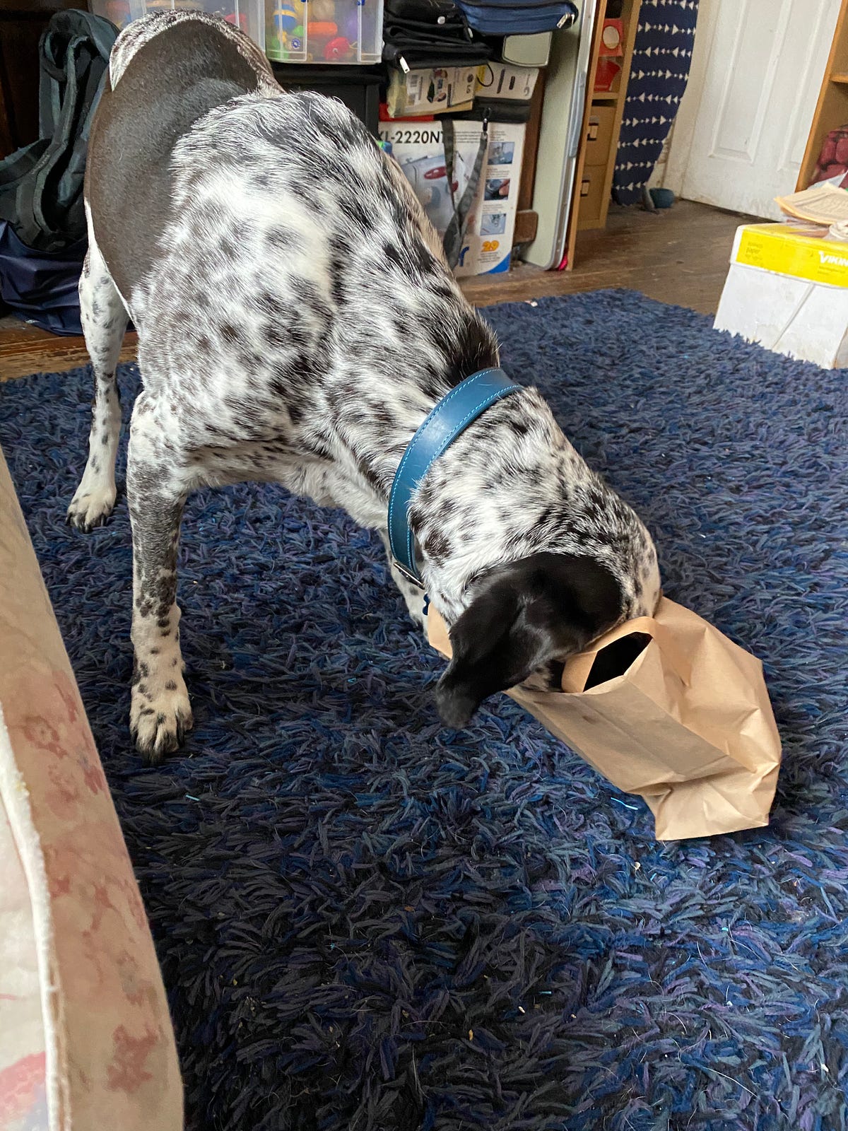 Find My Bone Phone!. This story is about my dog, Bob, who is… | by ...