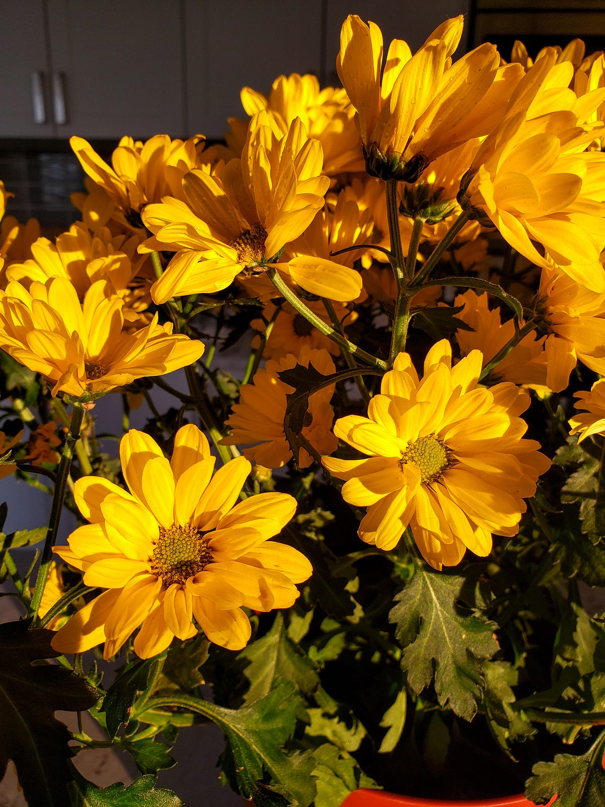 Colorful Flowers is Bringing cheers to Our Hearts | Weeds & Wildflowers