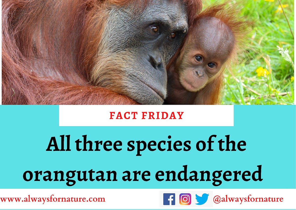 Fact: All species of the orangutan are endangered - Alwaysfornature ...
