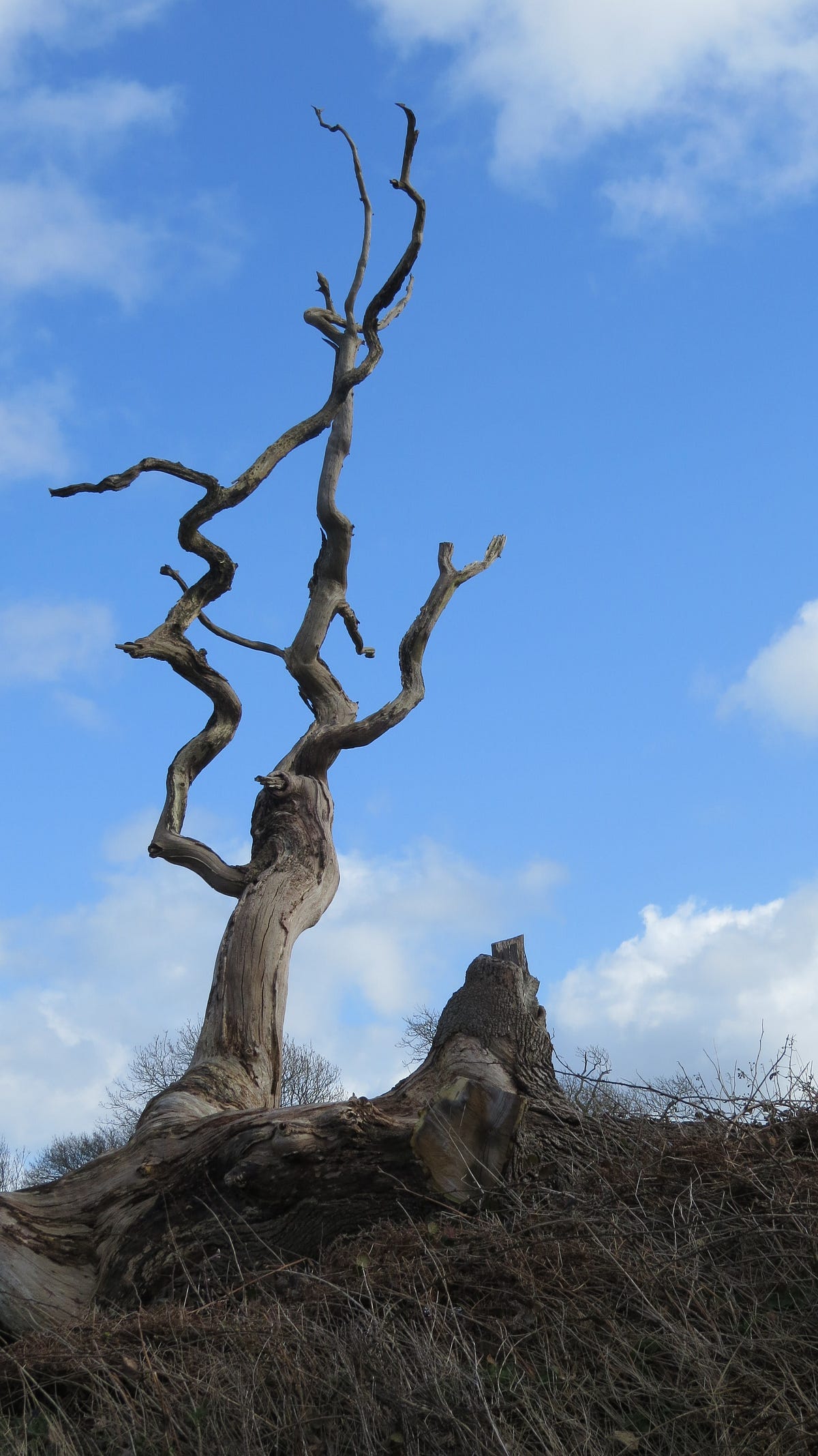The Pruning of A Society - Heidi Hutton Rigoli - Medium