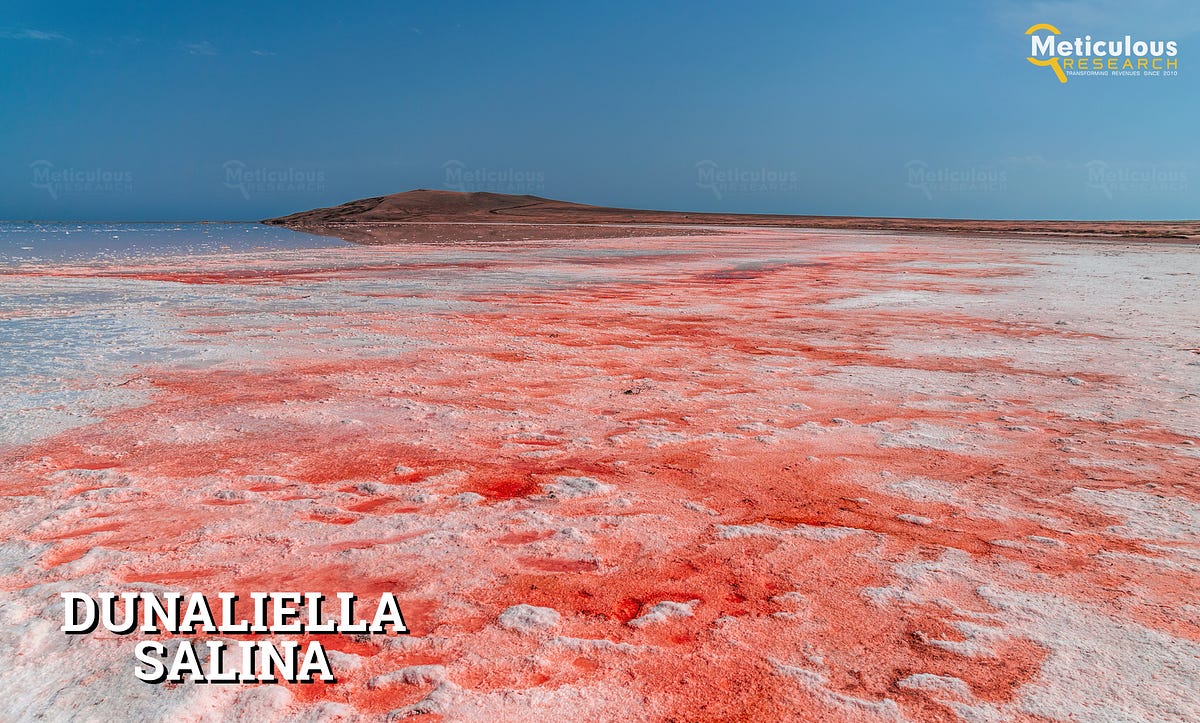 The Future of Dunaliella Salina Market — Rapid Growth and Benefits | by ...