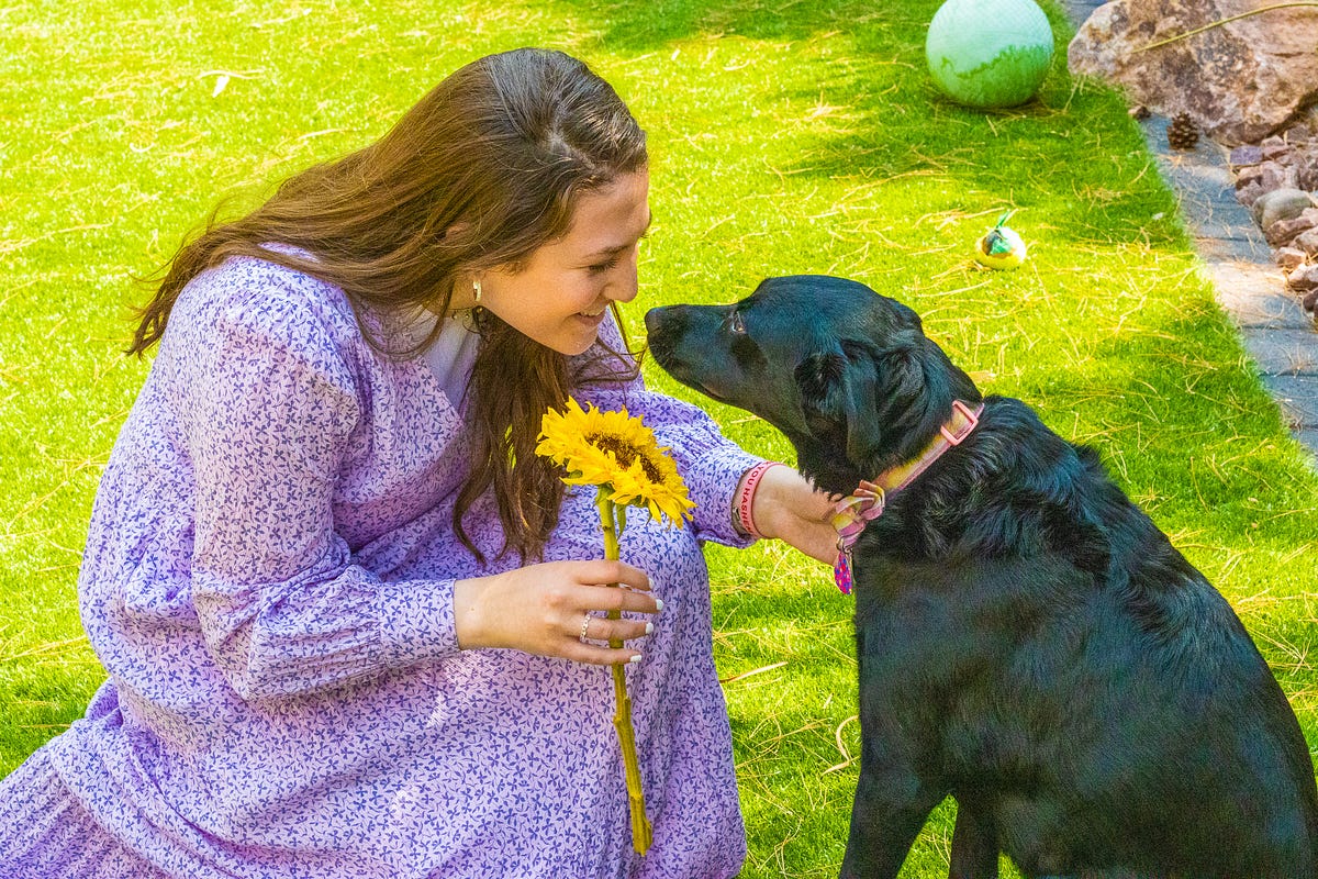 How To Properly Greet A Dog. What and what NOT to do… | by Moe Dubowsky ...
