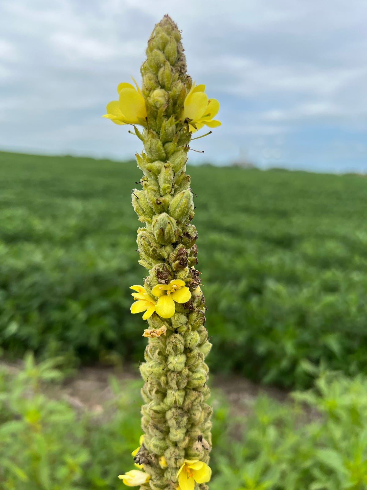 Some central Illinois weeds and wildflowers | Minds Without Borders