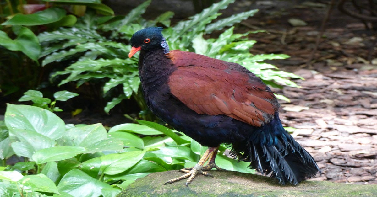A Bird Thought To Be Extinct Rediscovered | by Borlokva | Medium