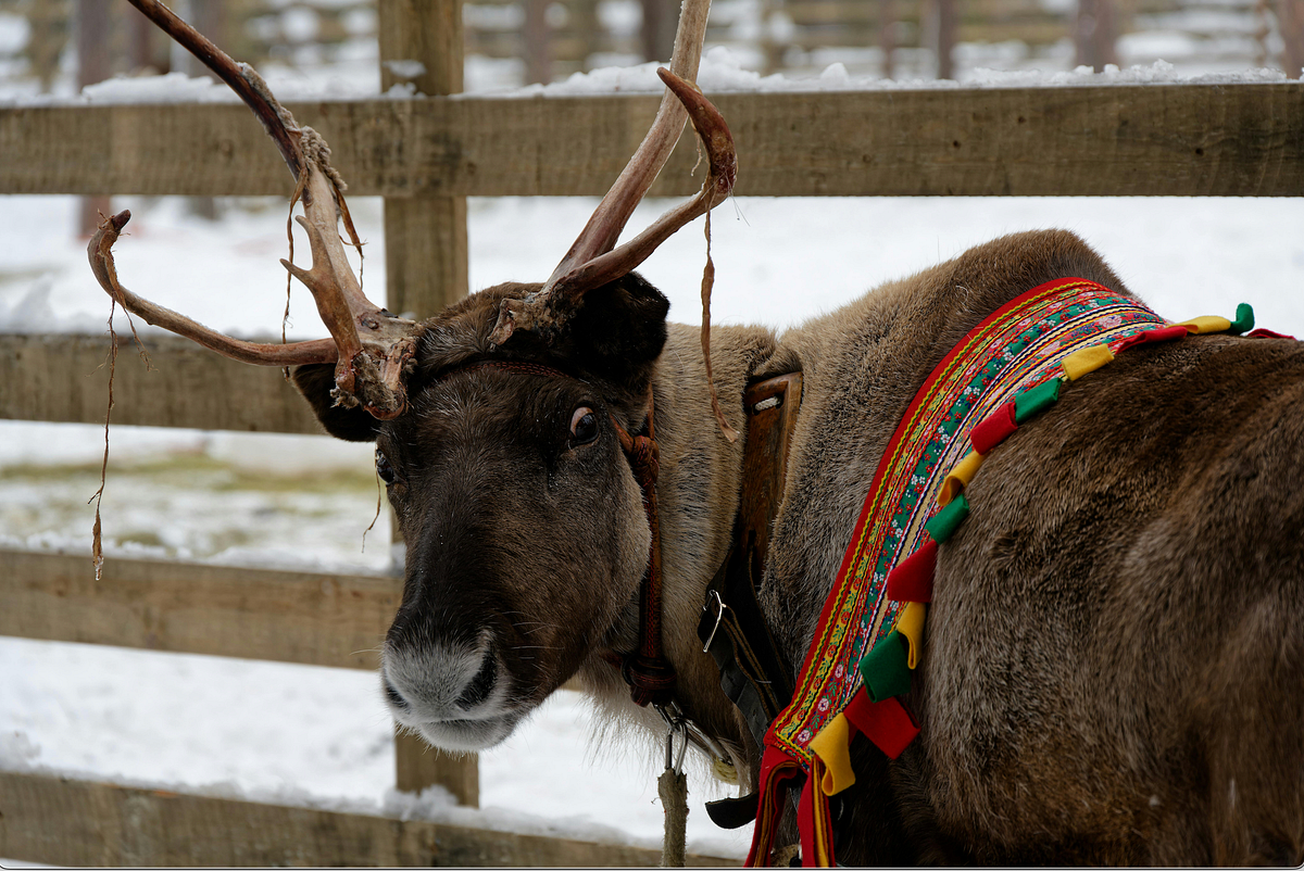 I’m a Dasher. No, not one of Santa’s reindeer | by Adrienne Beaumont ...