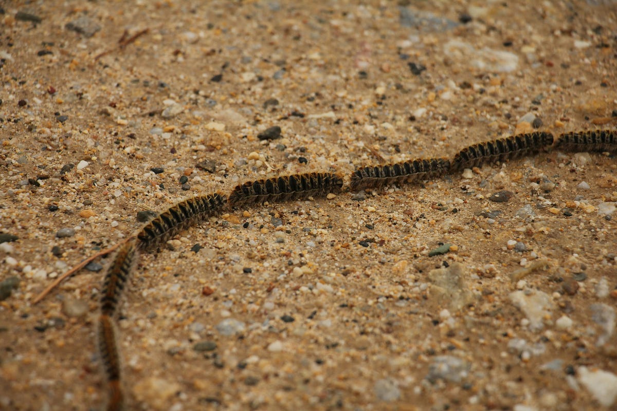Mopane Worms (Southern Africa): The Caterpillar of the Emperor Moth, a ...