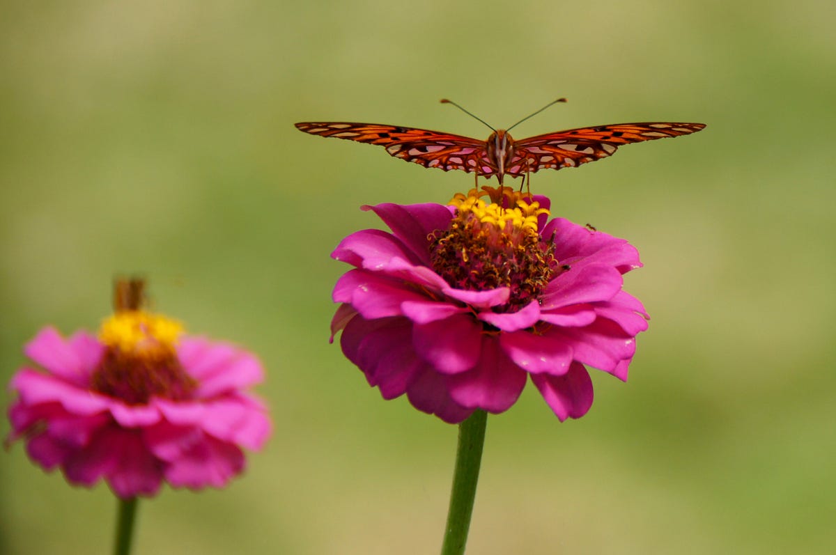 Busy Butterflies. Barnyard birds, bugs & blossoms | by Ronald C. Flores ...