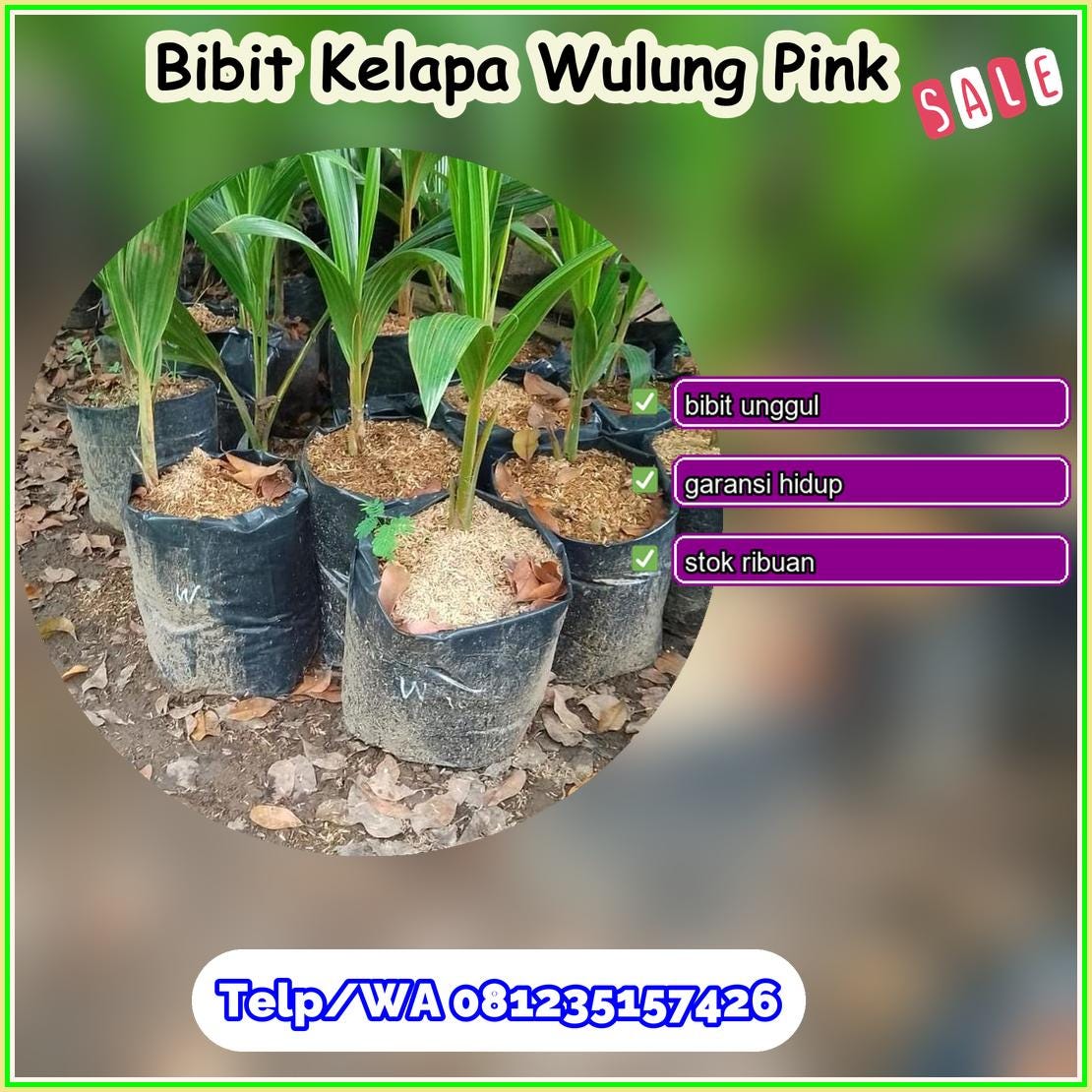 Supplier Bibit Kelapa Wulung Pink Bangka Barat - Agnes Akasia - Medium