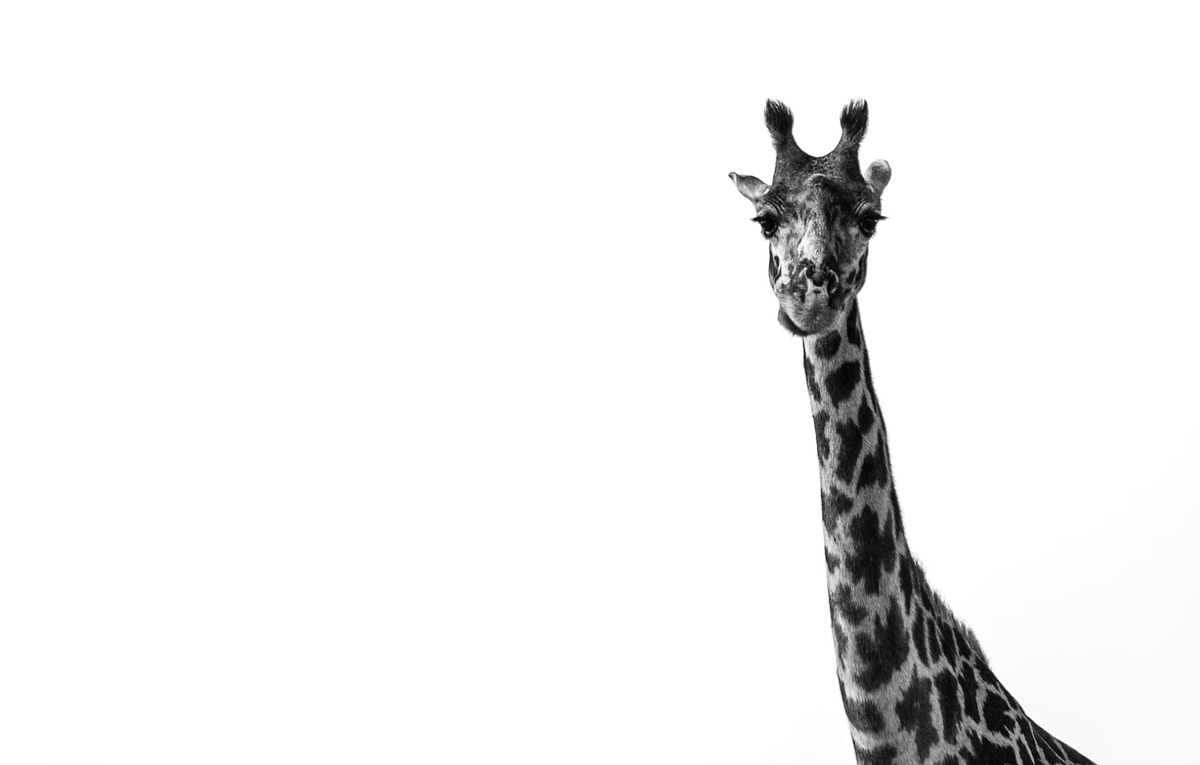 How to Rekindle Your Innate Curiosity | by Aanika Dalal | Better Humans