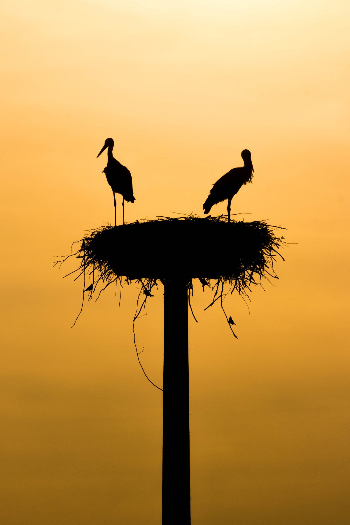 Great Poets Write About Birds. A poem about how you can improve your ...