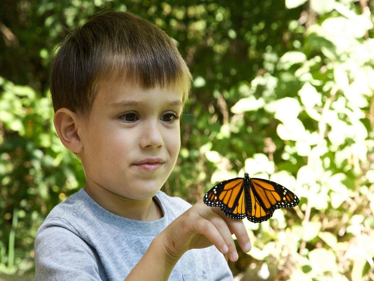 The Boy and the Butterfly. Once upon a time, in a small village, a ...