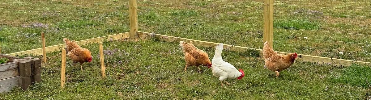 Raising Layer Chickens. In March 2023, we brought home six… | by ...