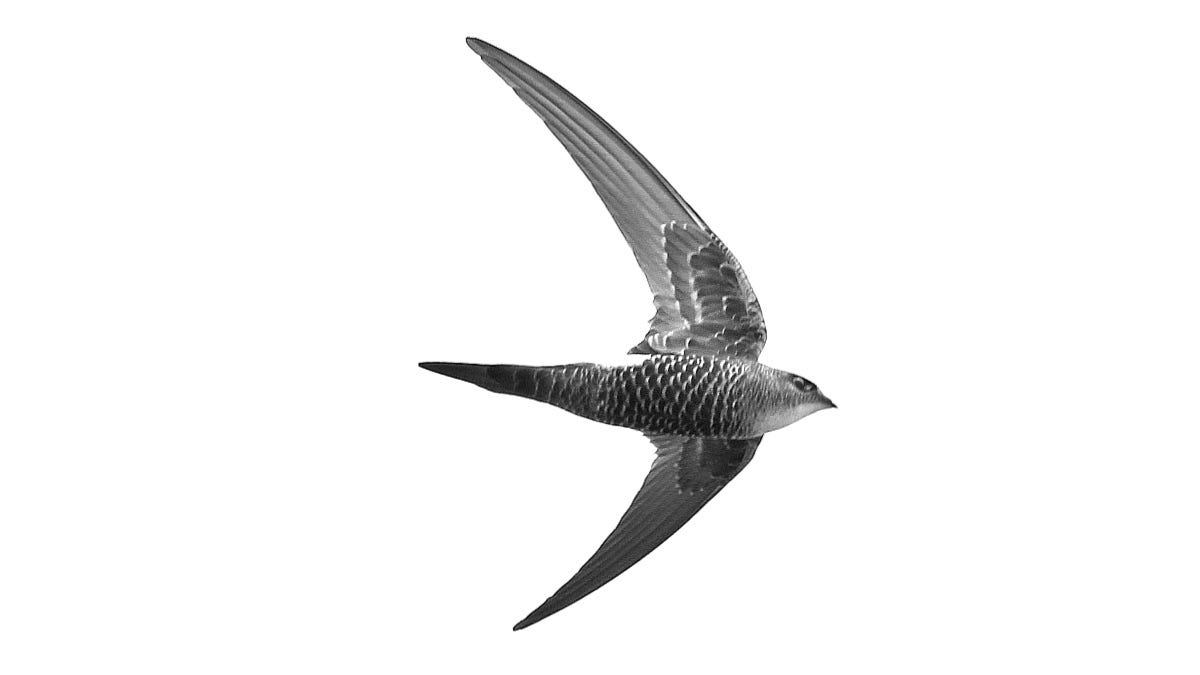 Swift Combine: Modern Reactive Programming | by Abdullah Yalcin | Nov, 2024 | Medium