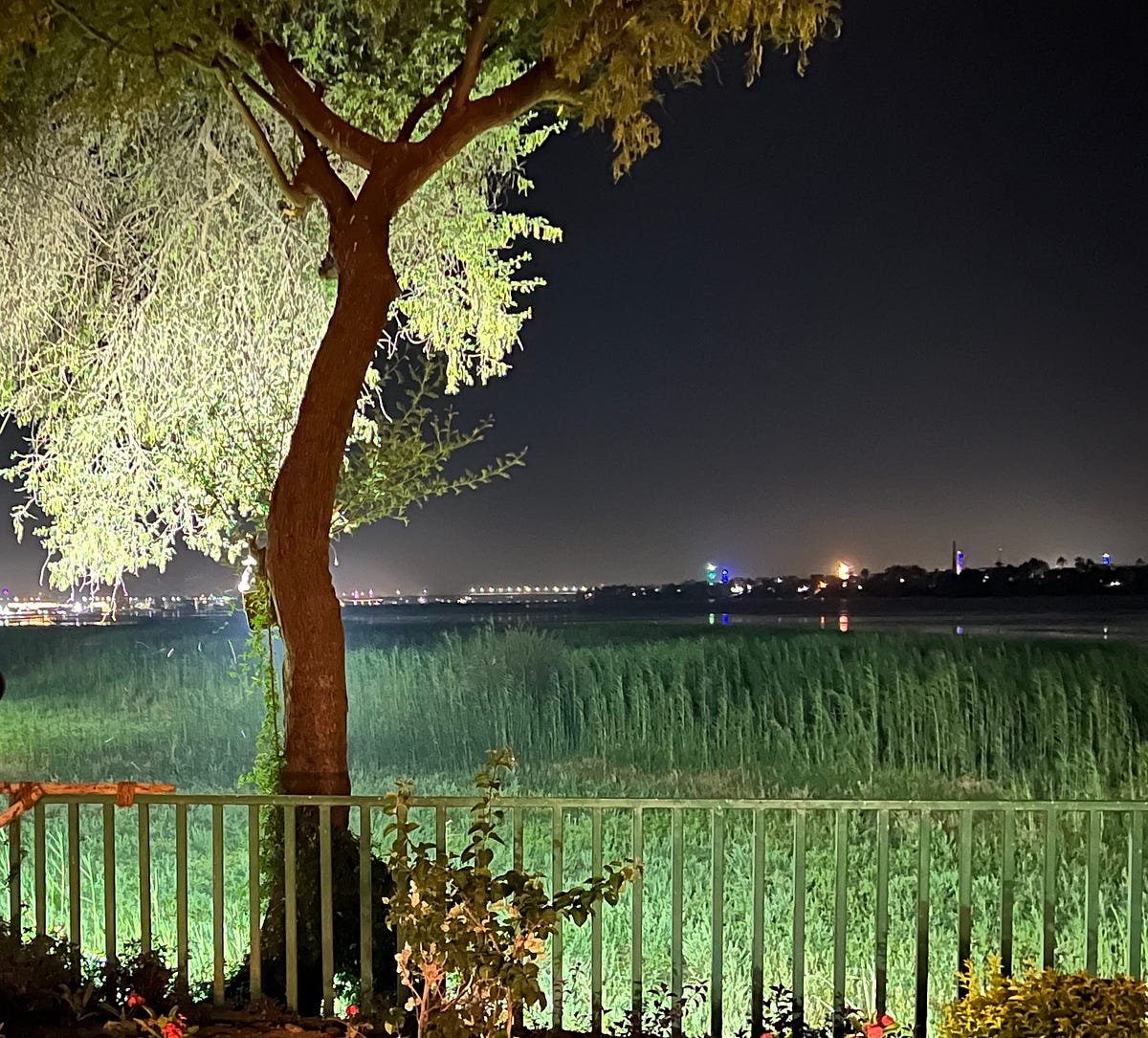 The Nile Tree. Prologue | by The Nile’s Daughter | Medium
