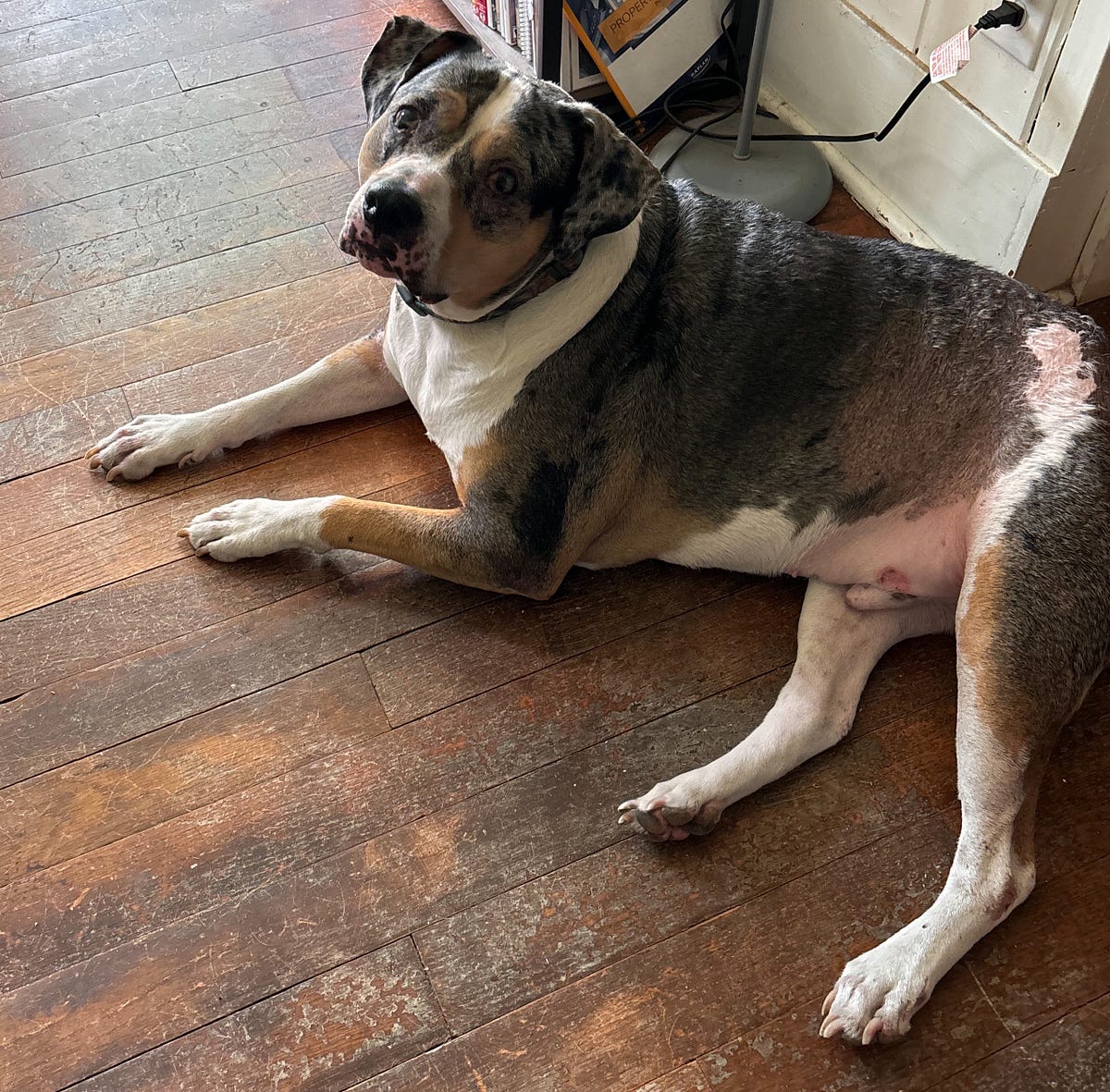 I Wear a Tattered Collar. A story of enduring love, rescue, and… | by ...