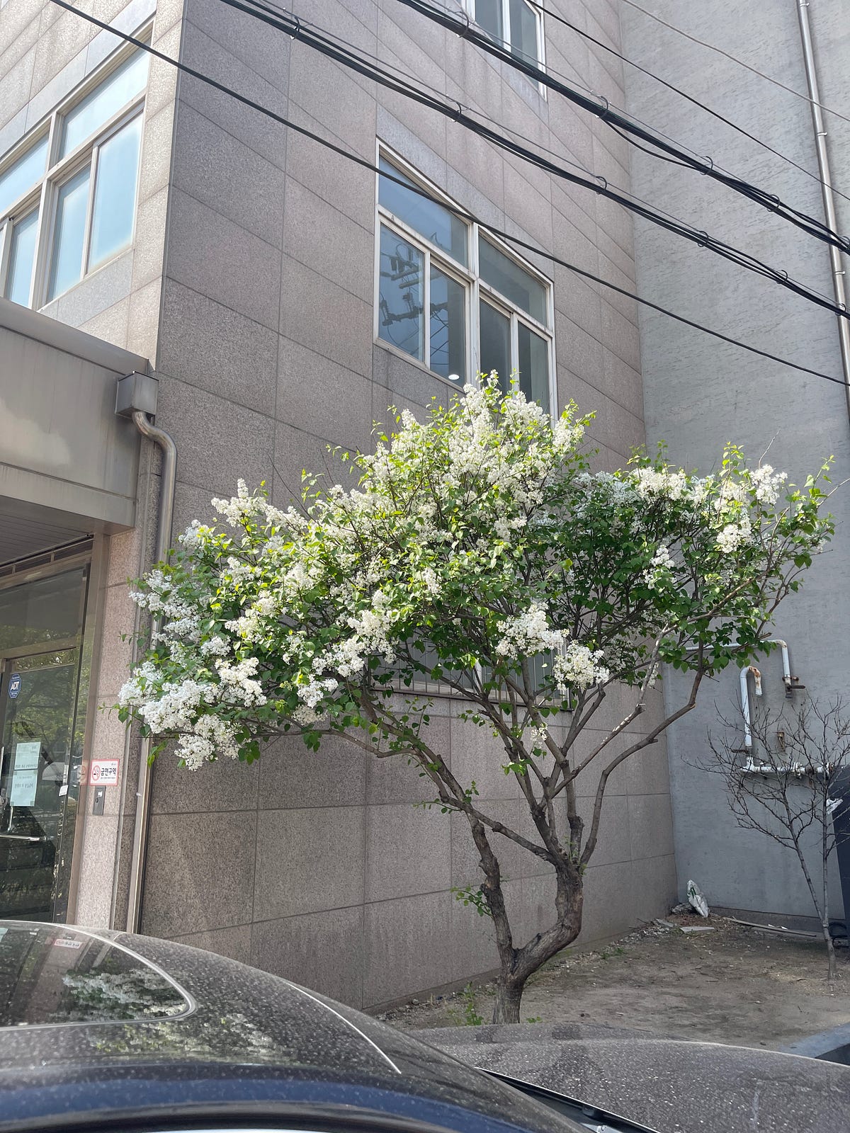 Seasonal Depression? Cherry Blossoms Might Be the Cure You Didn’t Expect | by sir.sk | Medium