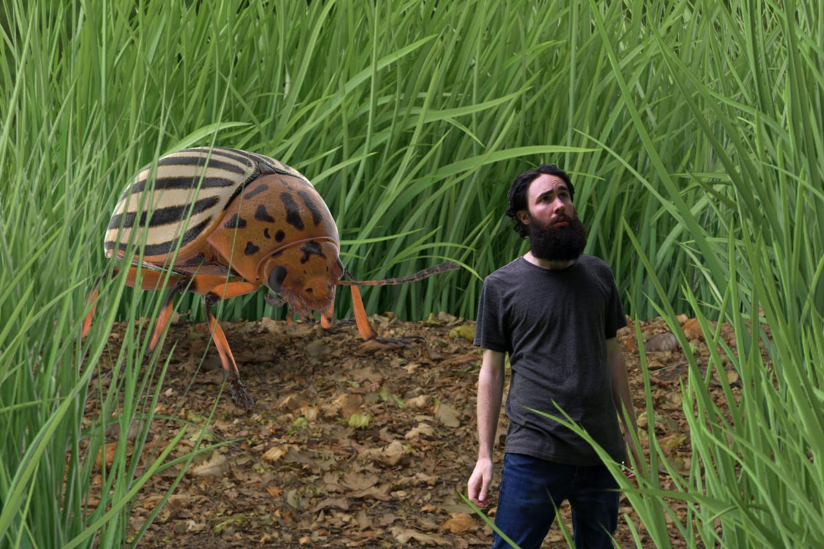 How I Shrank to the Size of an Insect | by Owen Essen | Medium