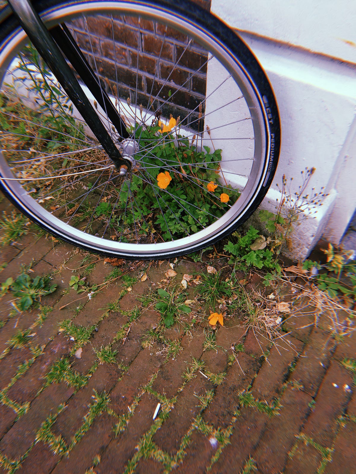 A Beautiful Mess. Weeds. They never stop growing. The… | by Corinne ...