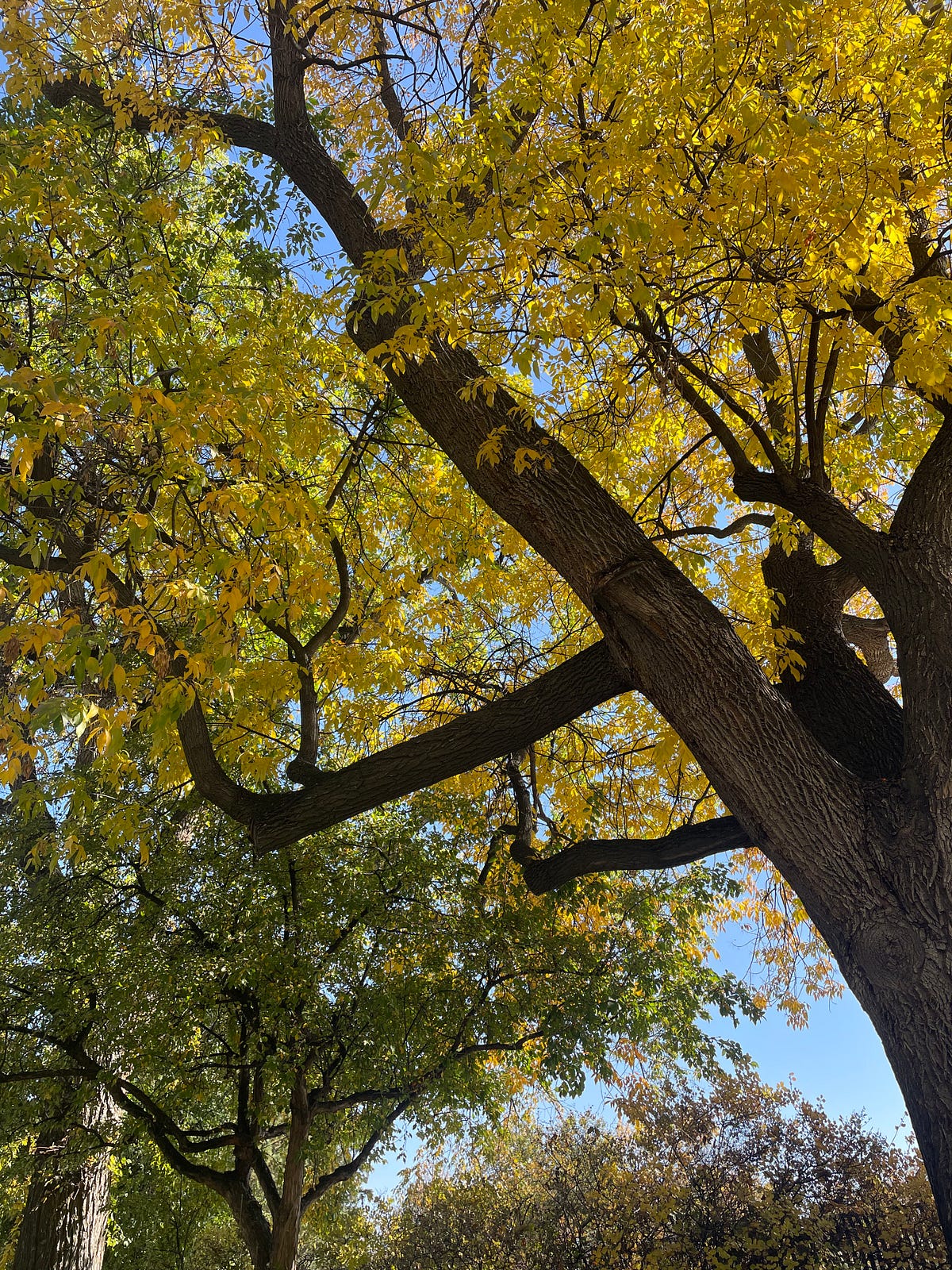 She, the tree. A tribute to my sister who fought… | by Gretchen Brooks Nassar | Medium