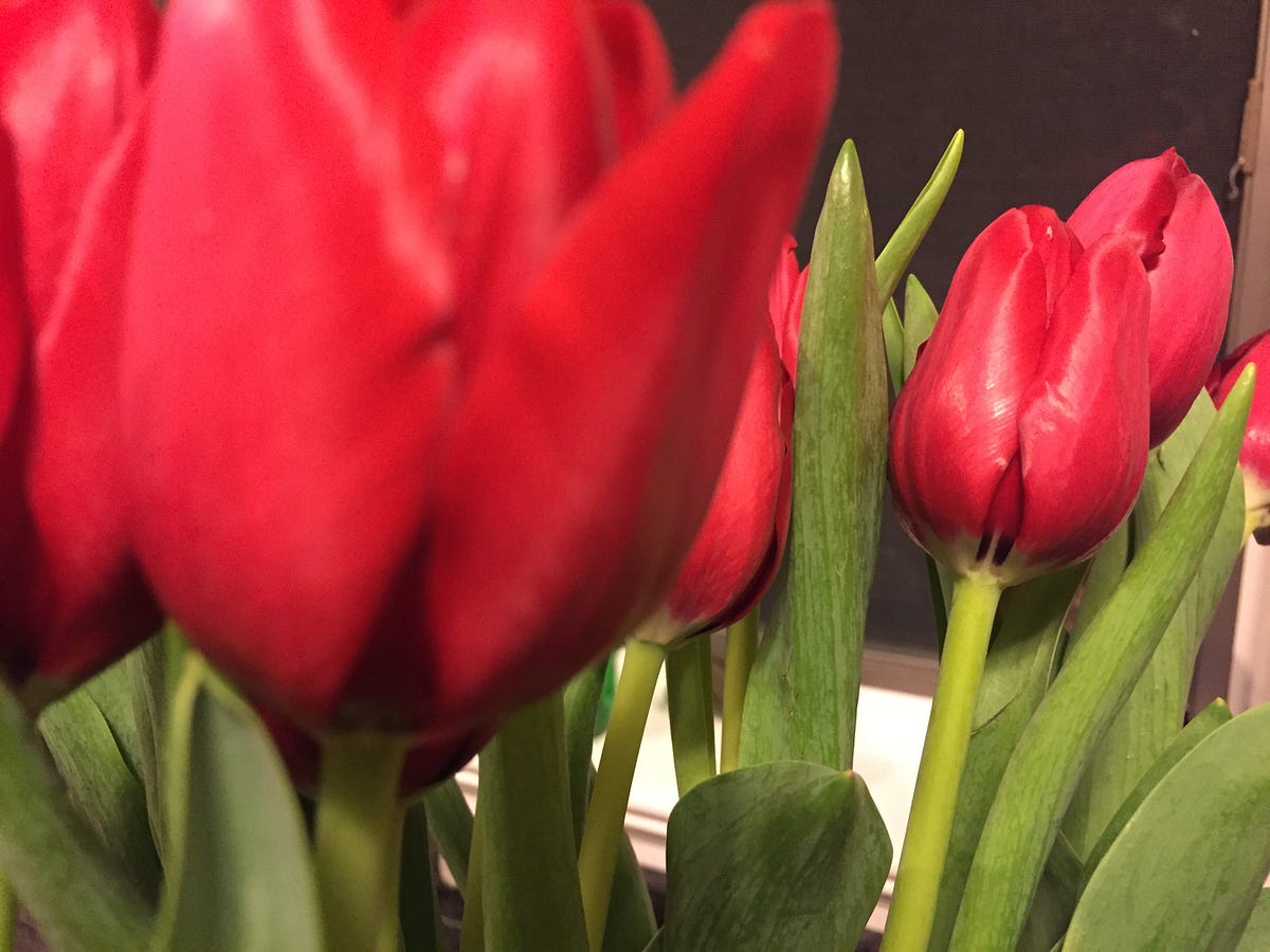 March, Tulips. In like a lion, out like a lamb — so… | by Heather C ...