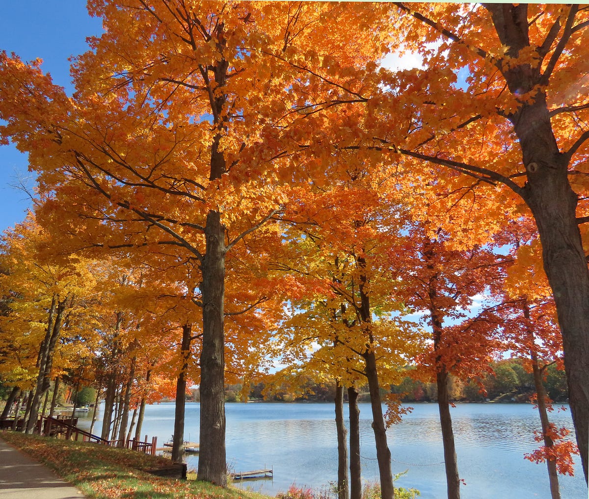 Golden Light and Beyond Beckons. More Autumn Color! | by Dawn Ulmer ...