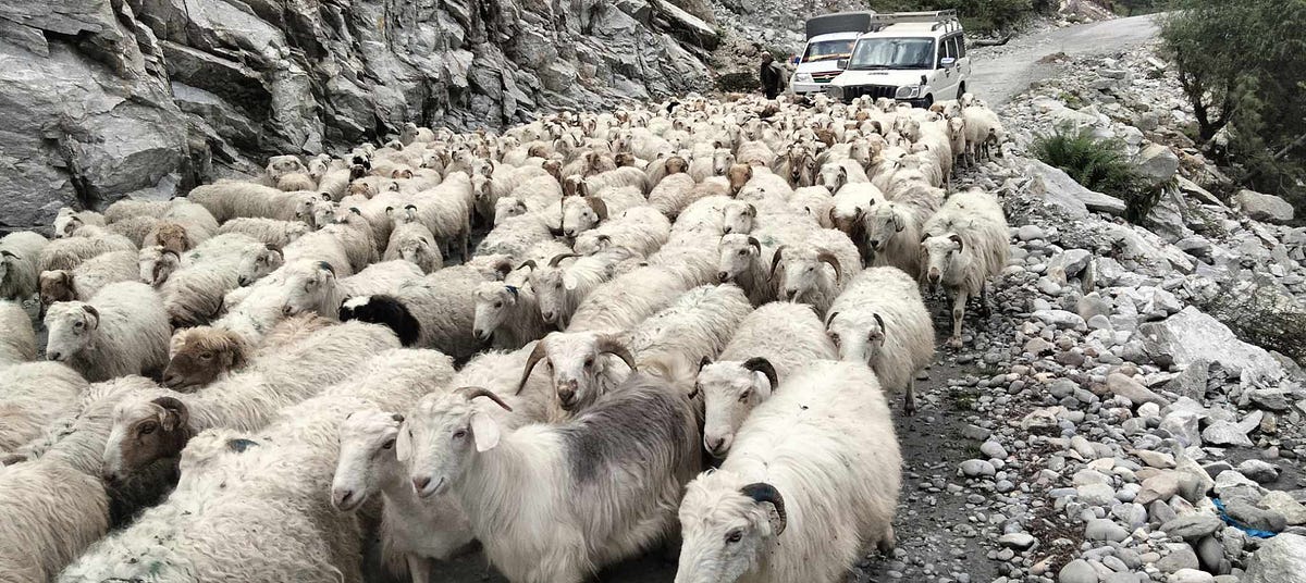Preparing for Dasain: Mustang’s Finest Sheep Ready for the Market! 🐑 ...