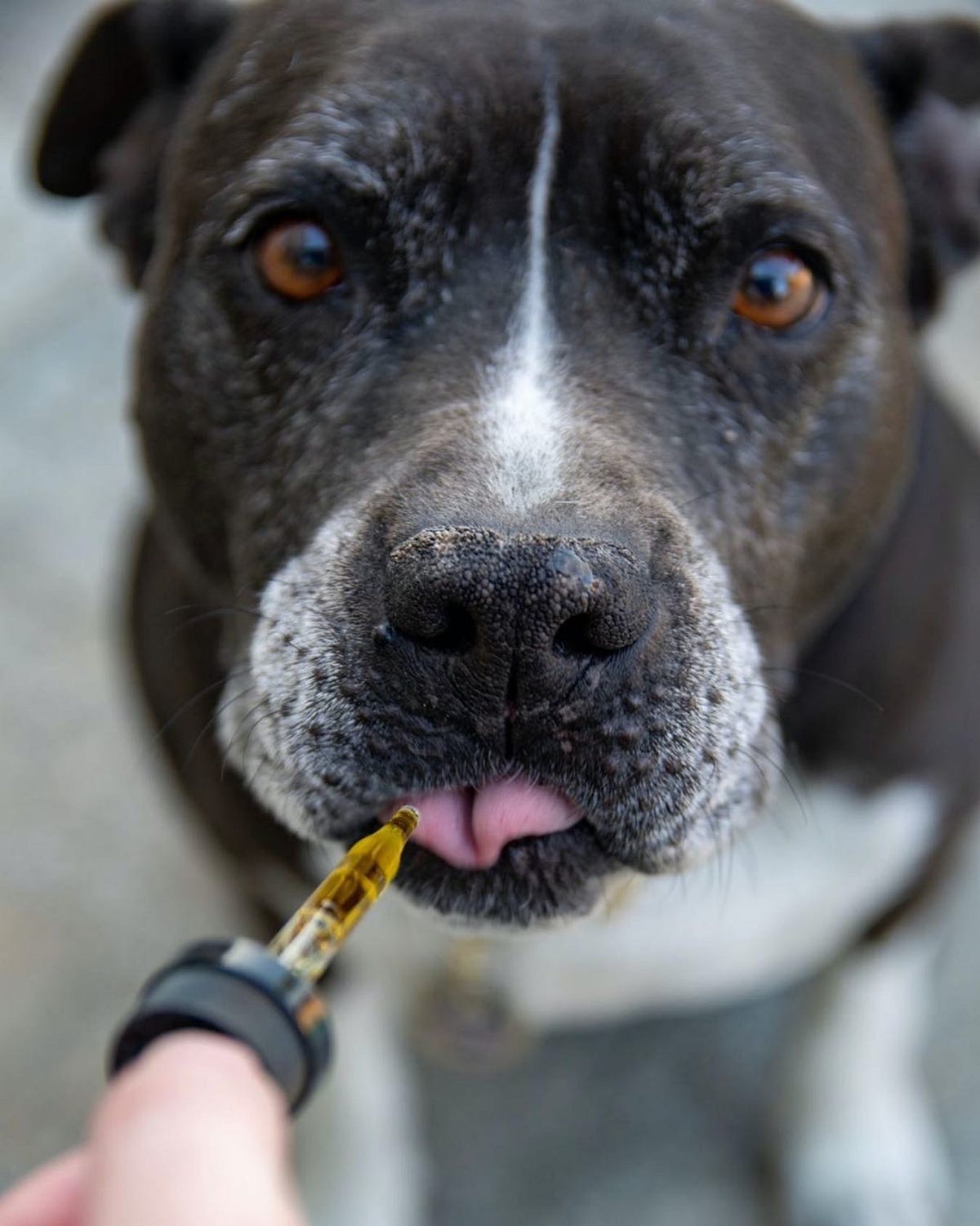 CBD/Hemp for Pets: How It Can Benefit Your Furry Friends’ Health | by ...