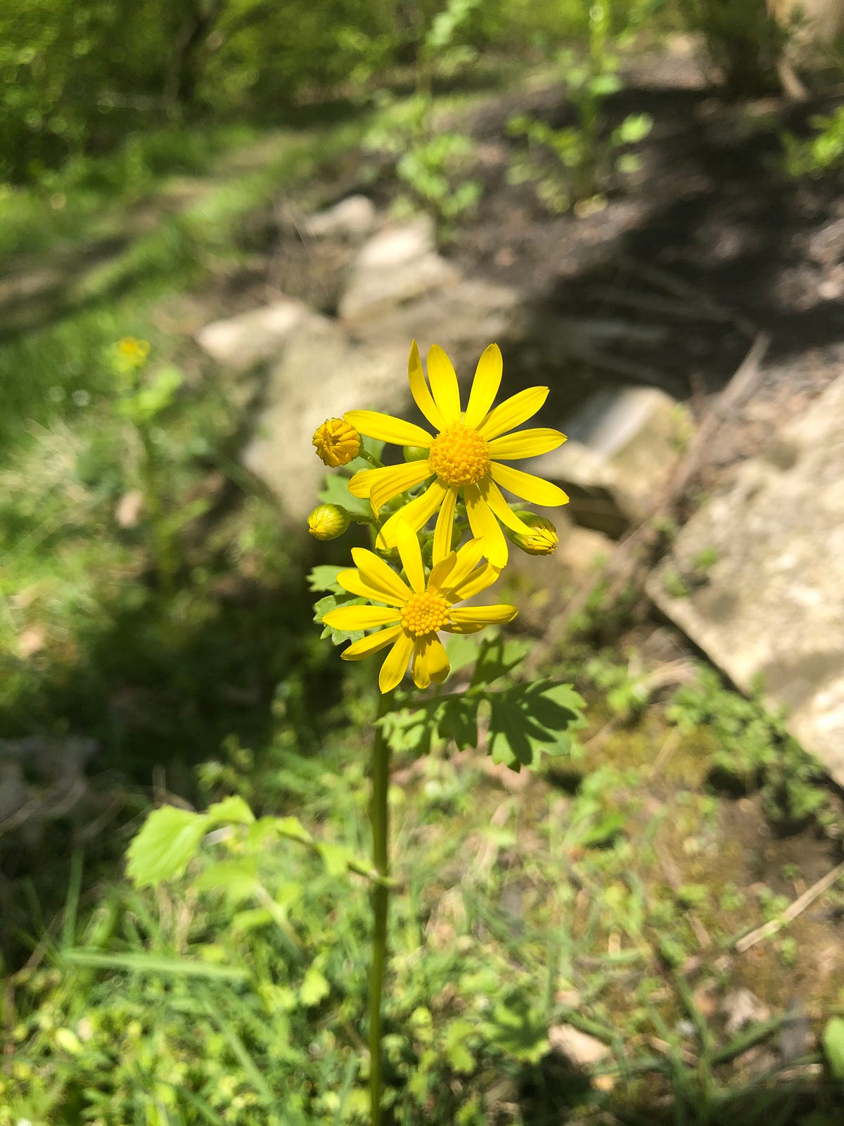 Solis, reach for the Sun (1). I did not pluck your flower, O World ...