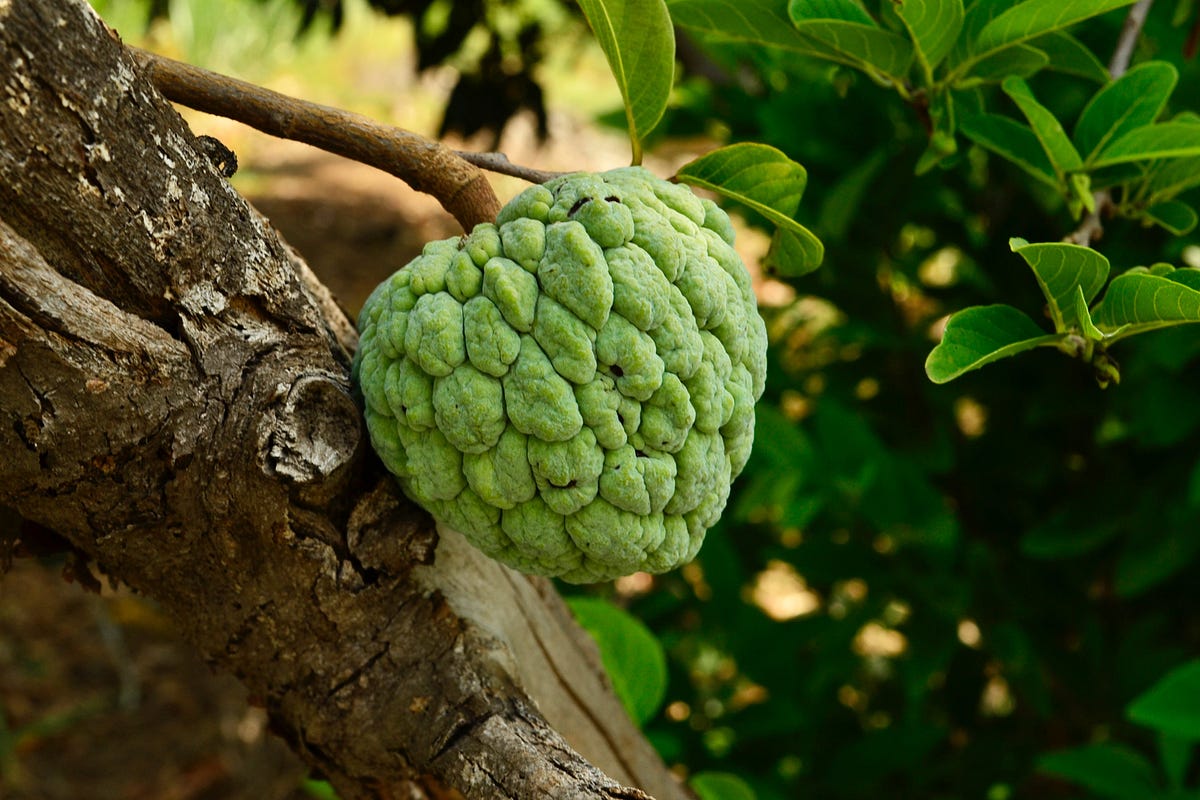 5 HEALTH BENEFITS OF CUSTARD APPLE | by Wellness Wonders | Jan, 2024 ...