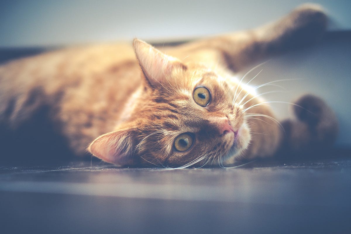 Reach for the Skyy — The Cat That Loved Games | by Toni Crowe | No Air ...