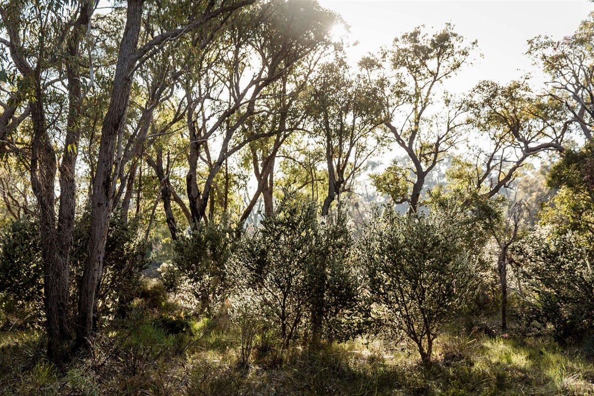 Imagine the Forest. Imagine the trees, the grasses swaying… | by Martin ...
