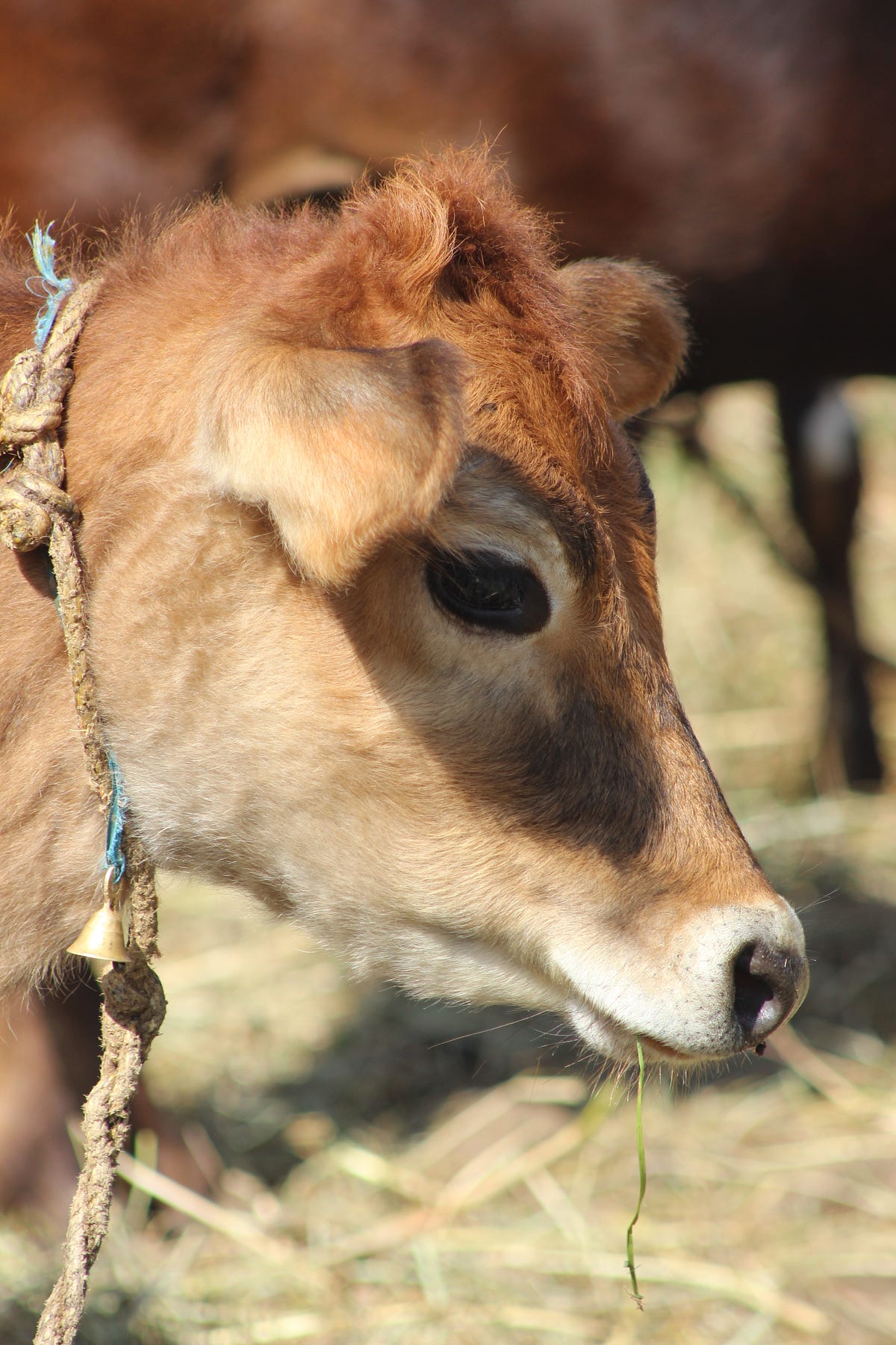 Moo ! Moo ! Cow!. Rajesh was born in a hill state of… | by Dr RM Joshi ...