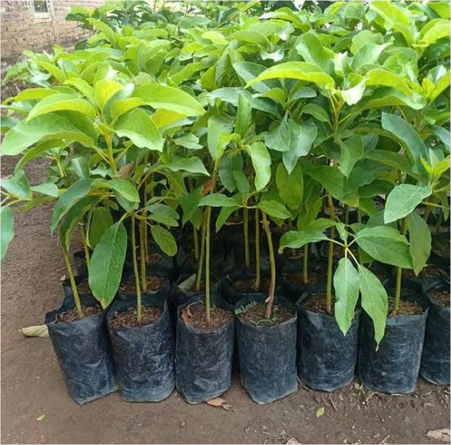 Bibit Alpukat Miki Beli 5 Bonus 1 Jombang | by Jasmin Buah | Medium
