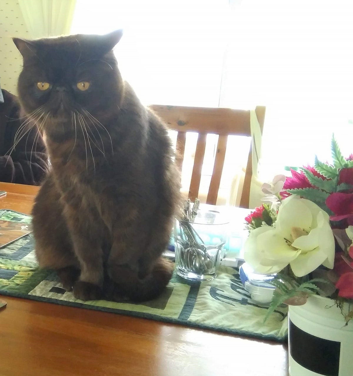 Cat chaos!. A few hours in the life of… | by Wendy Jane Farrow | Medium