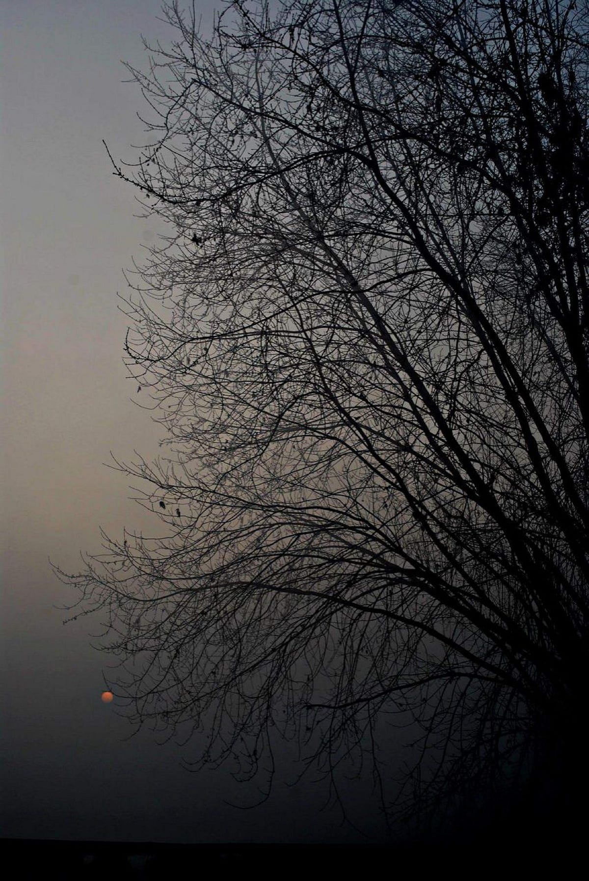 unwise. branches shadow, dim reaching, grasping… | by the alleged kat ...