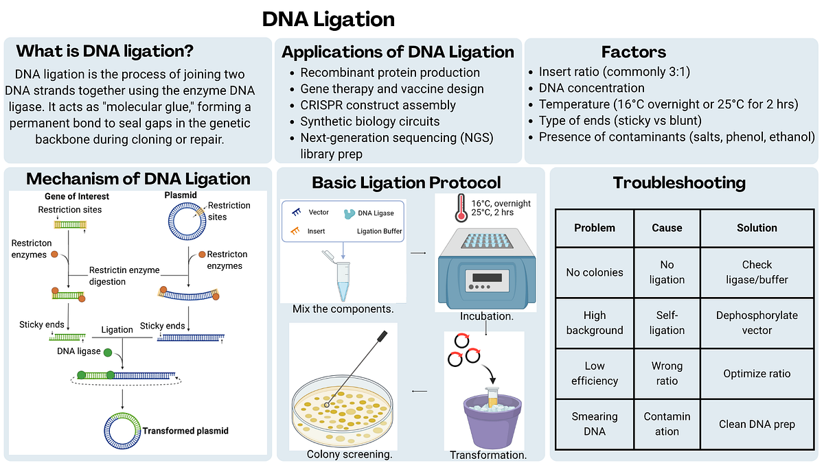 DNA Ligation: The Molecular Glue Behind Genetic Engineering | by Palak ...