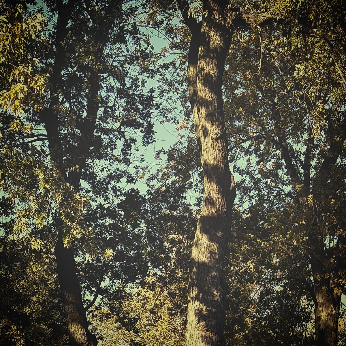 Dead Wood Aiden couldn’t remember how he’d gotten home. | by Wing and ...