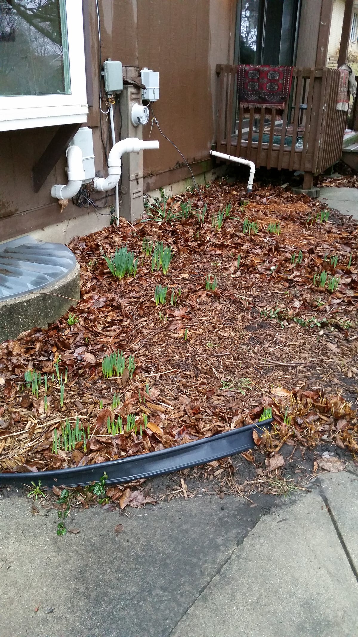 Poor daffodils. Mine are not blooming, yet, but this… | by Kerry Kuhn ...
