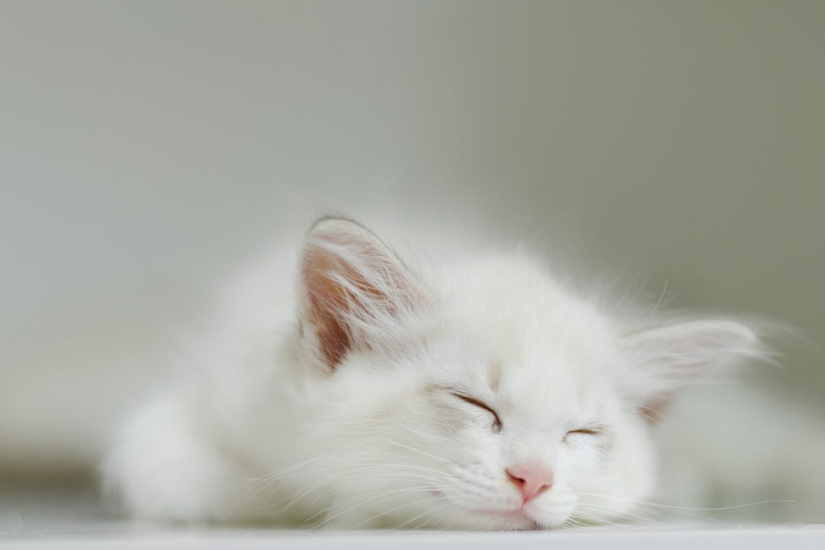 How To Write an Obituary for Your Cat | by Kitty Memorial | Medium