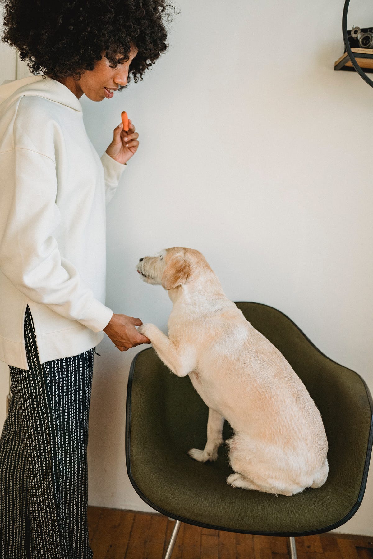 Clicker Dog Training: Enhancing Behavior and Performance | by Alec ...