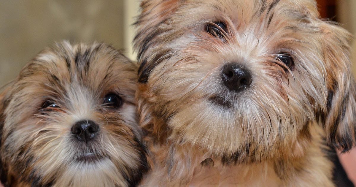 Moving With Your Furry Friends. Moving into a new home is most likely ...